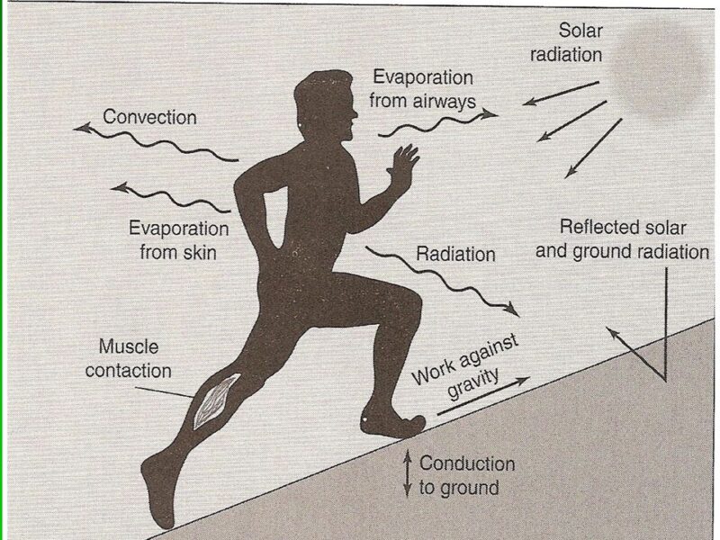 Thermal processes in the human body: from shivering to sweating ⋆ FutureNow